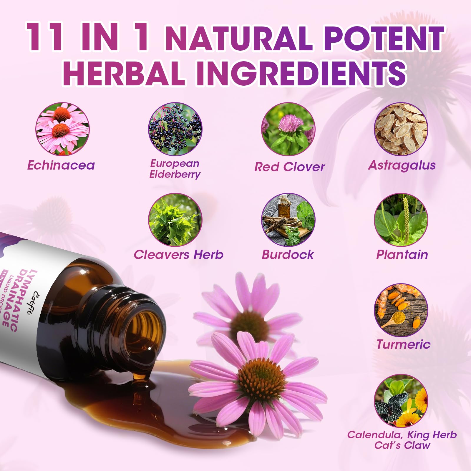 Echinacea herbal remedy for wellness