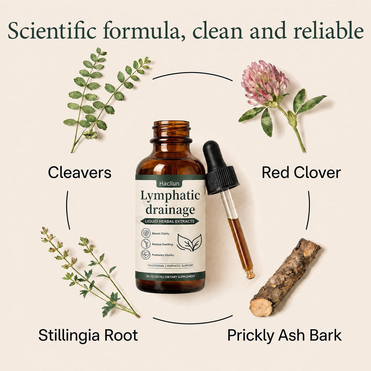 Echinacea herbal remedy for wellness