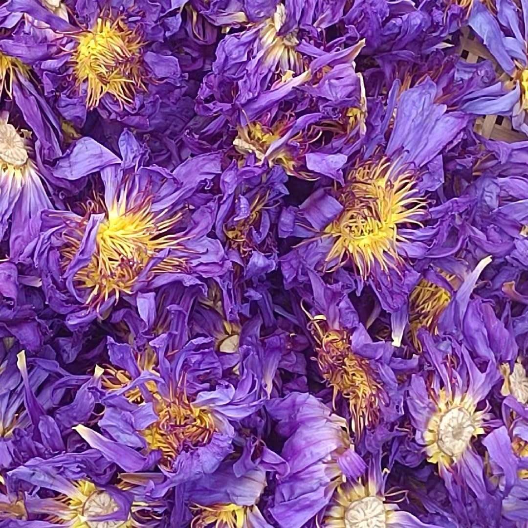 Echinacea herbal supplement benefits