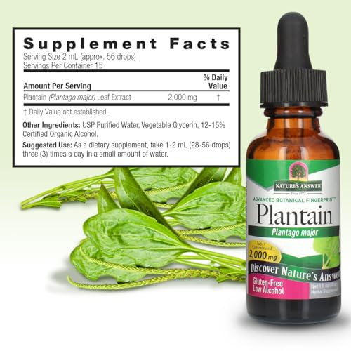 echinacea herbal supplement for health
