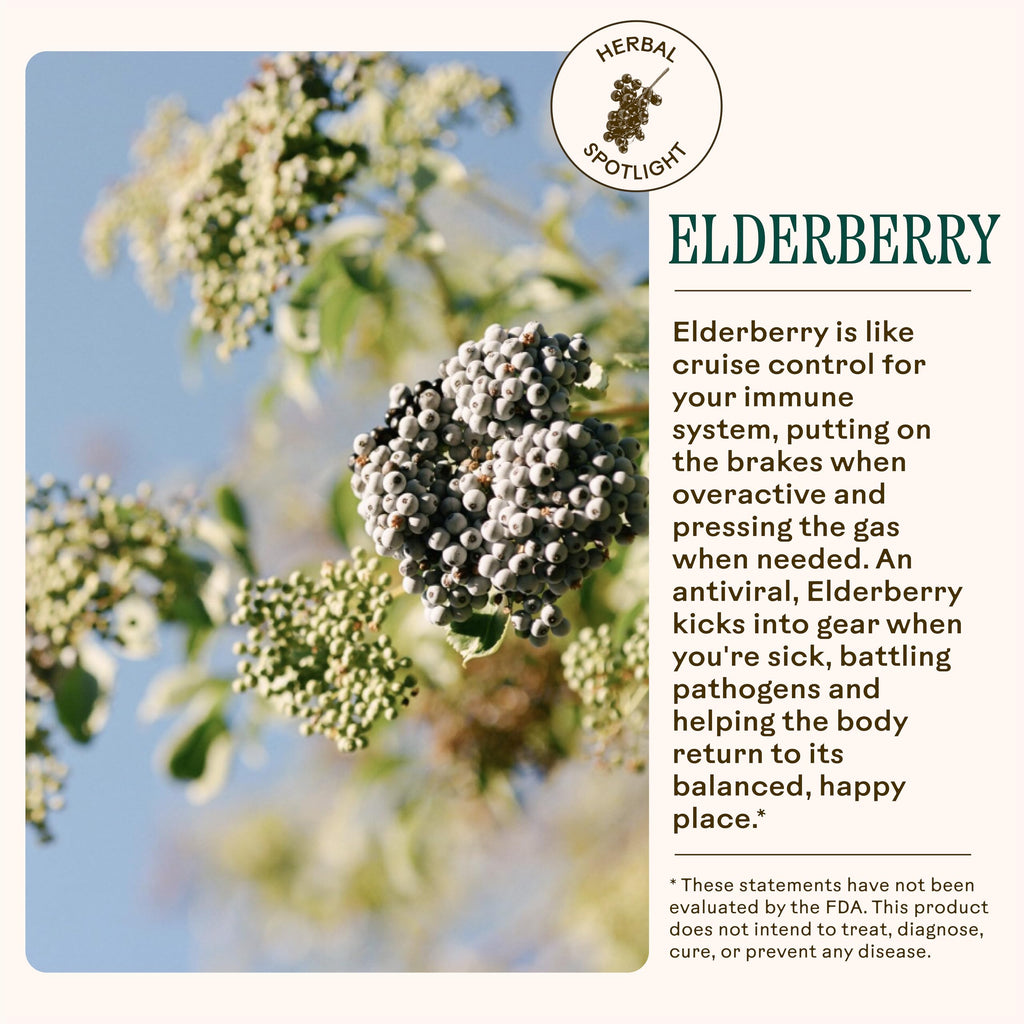 Echinacea herbal supplement for wellness