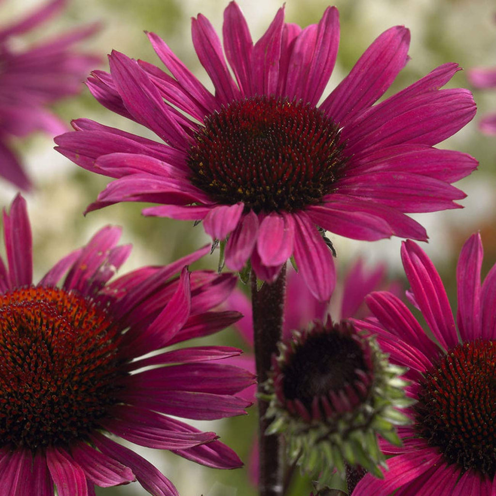 Echinacea plant for natural remedies
