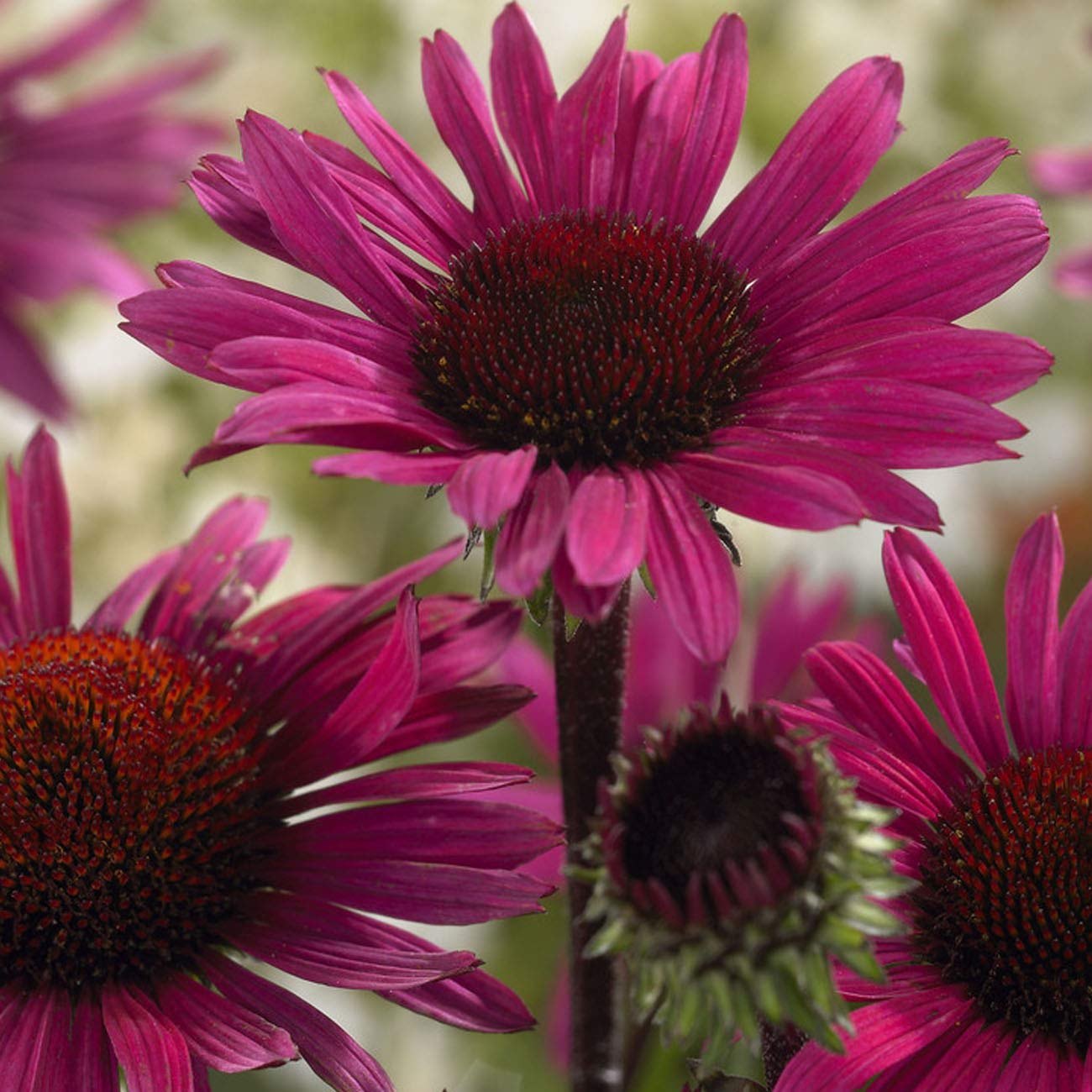 Echinacea plant for natural remedies