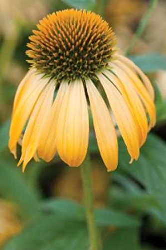 Echinacea poster print for decor