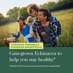 Echinacea Purpurea herbal remedy