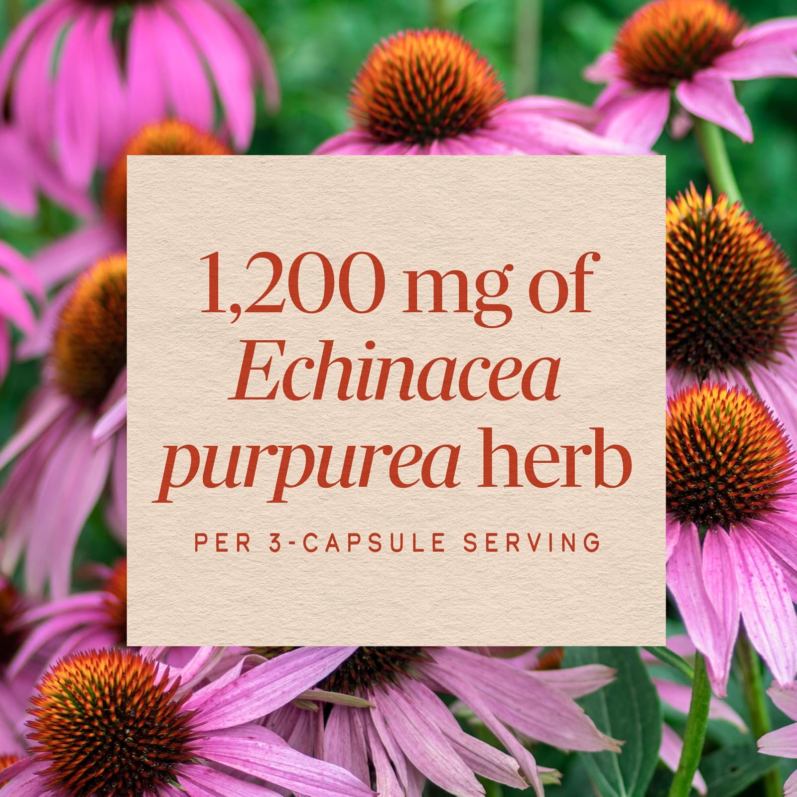 Echinacea Purpurea herbal supplement