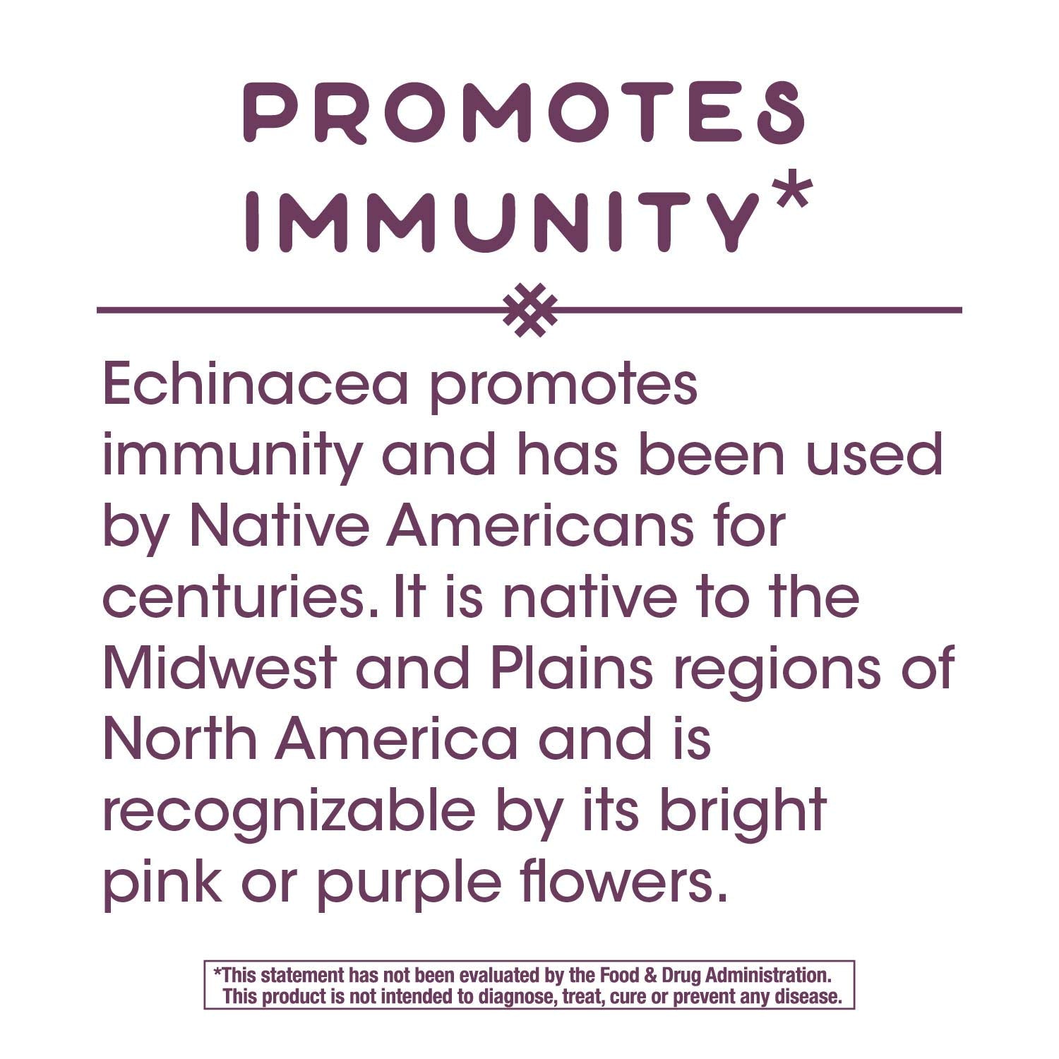 Echinacea root for seasonal health