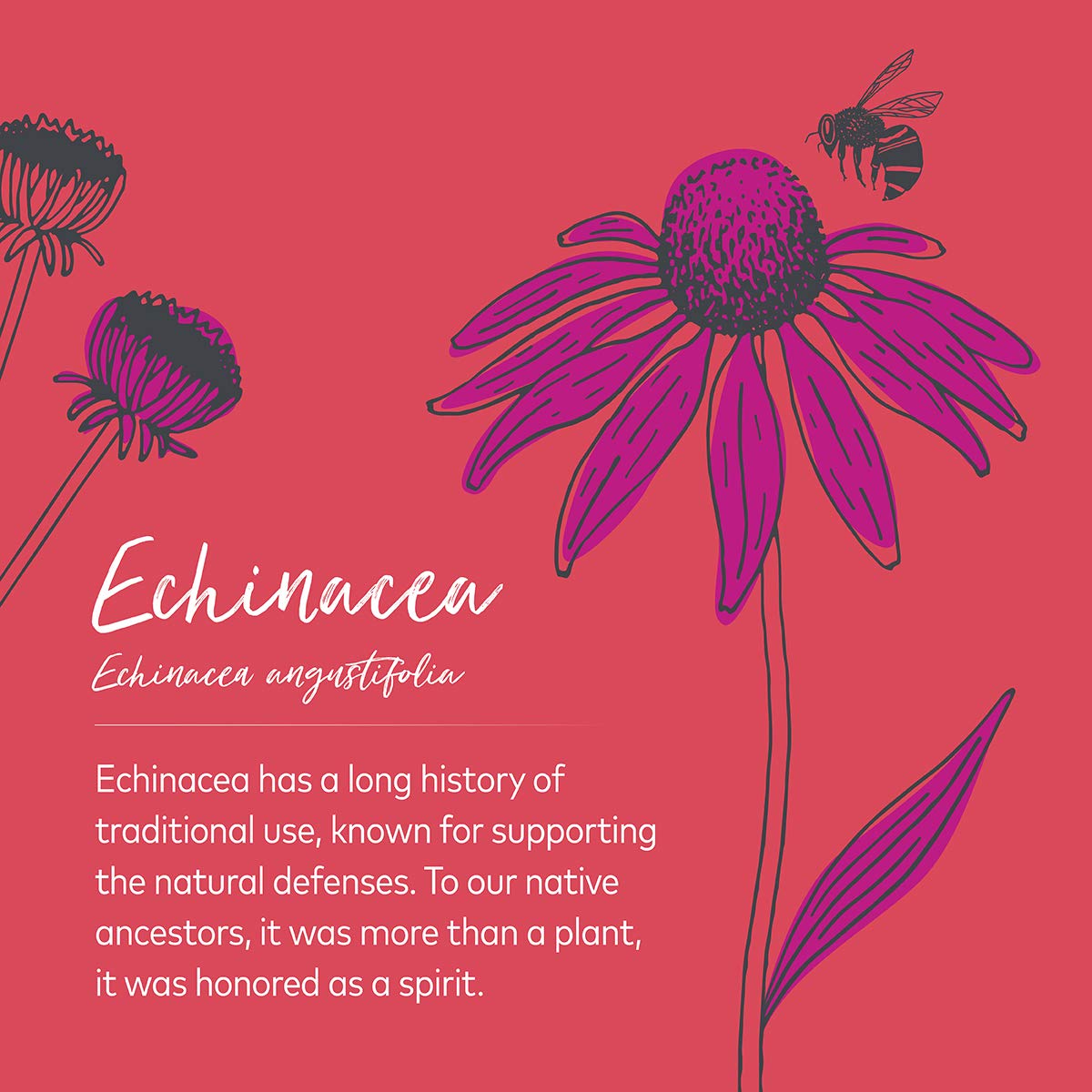 Echinacea supplement for better health