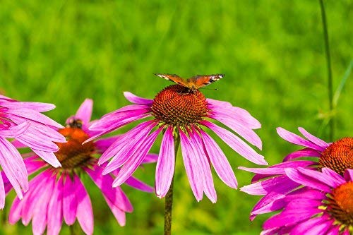 Echinacea supplement for overall vitality