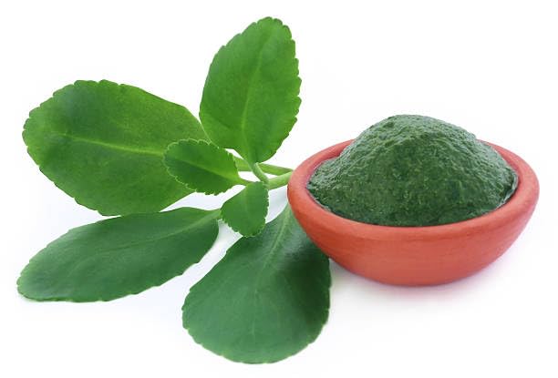 echinacea supplement for overall vitality