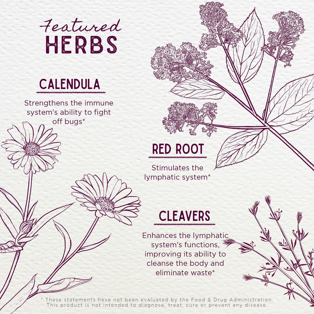 Echinacea tincture for daily use
