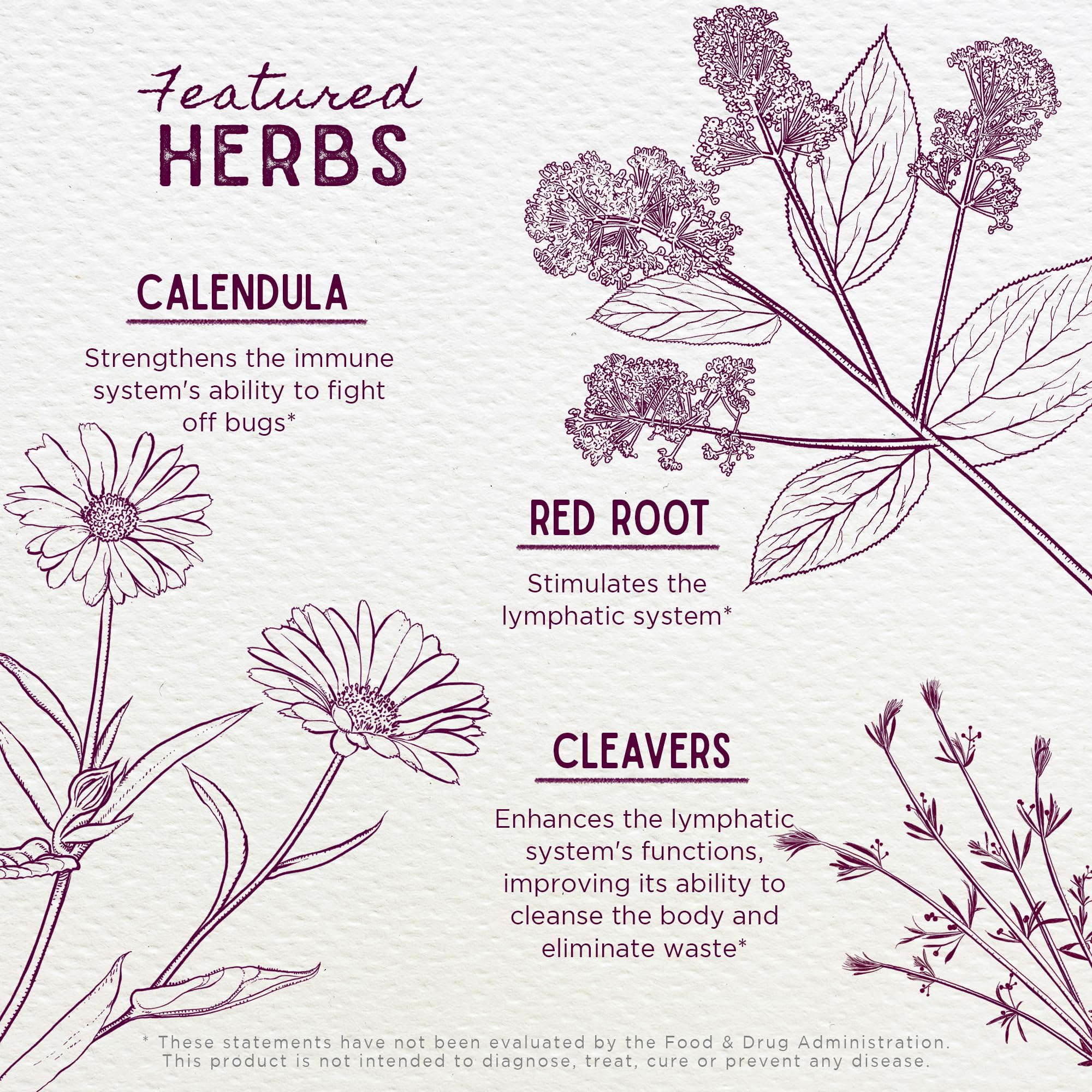 Echinacea tincture for daily use