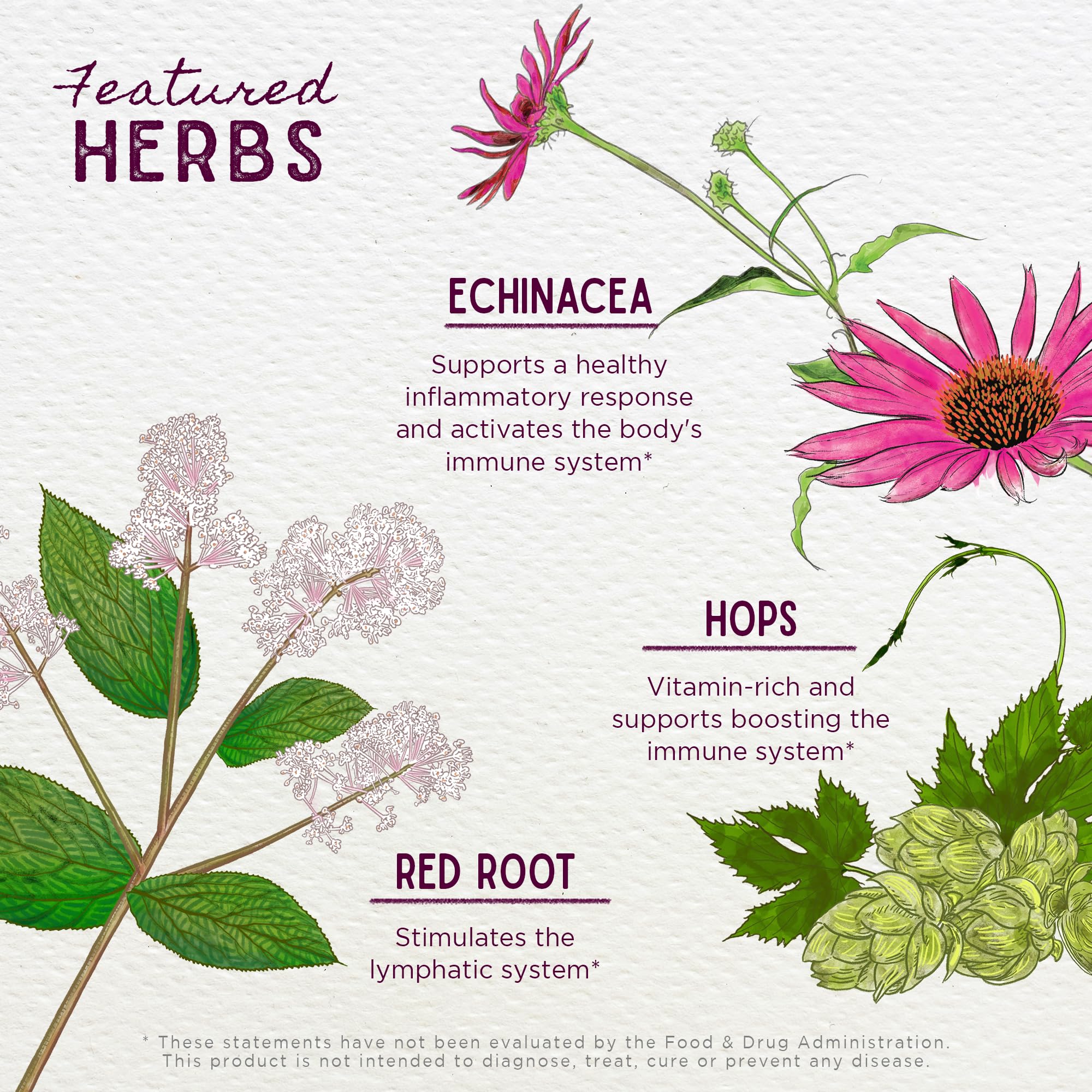 Echinacea tincture for seasonal health
