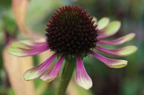 Echinacea VI botanical art print