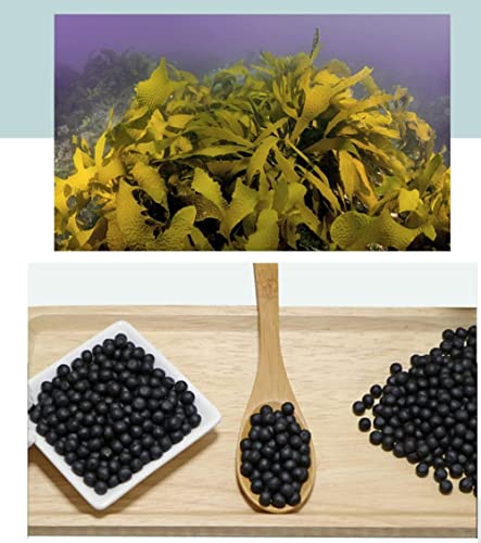 Ecklonia Cava for immune support