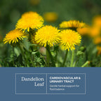 Eclectic Herb dandelion leaf extract