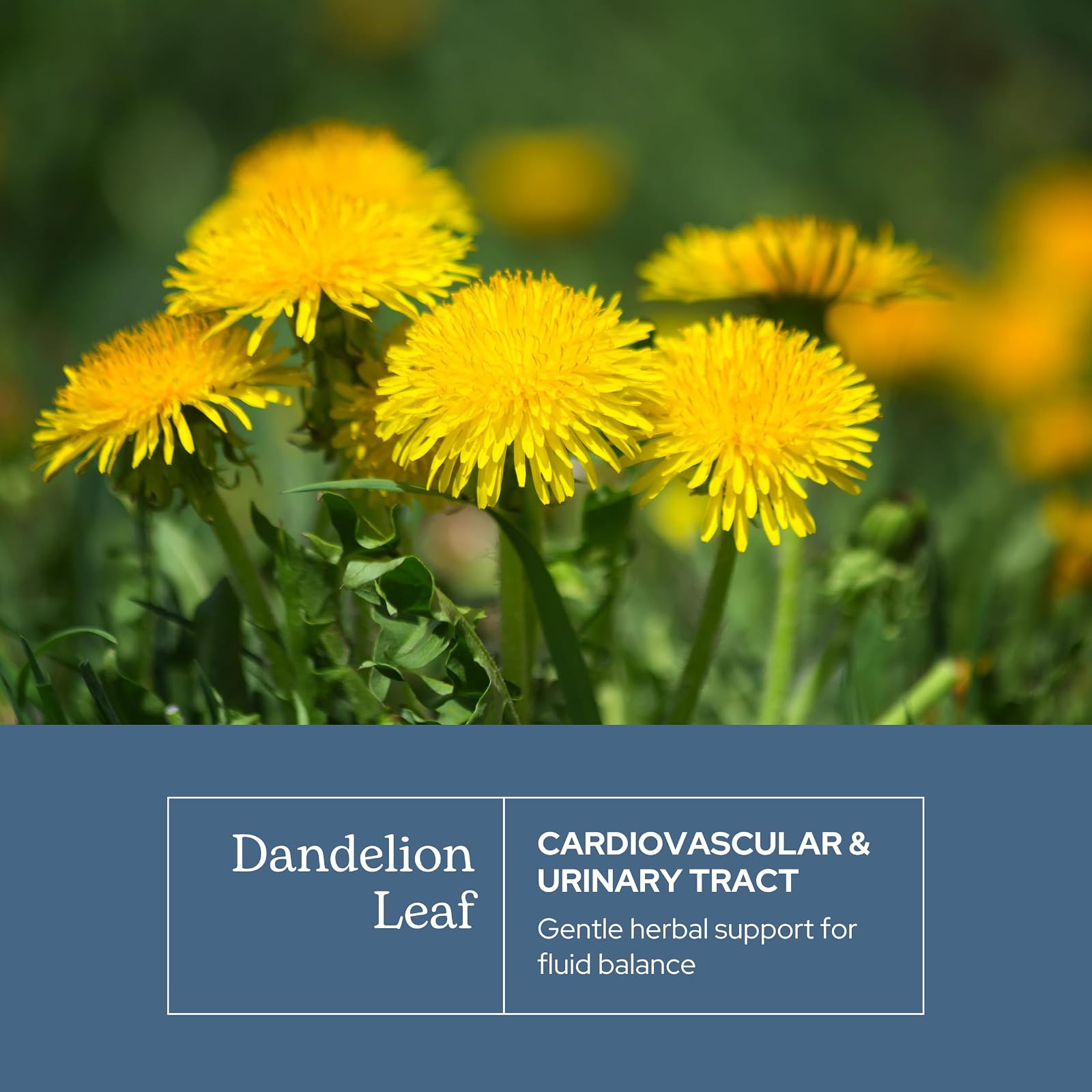 Eclectic Herb dandelion leaf extract