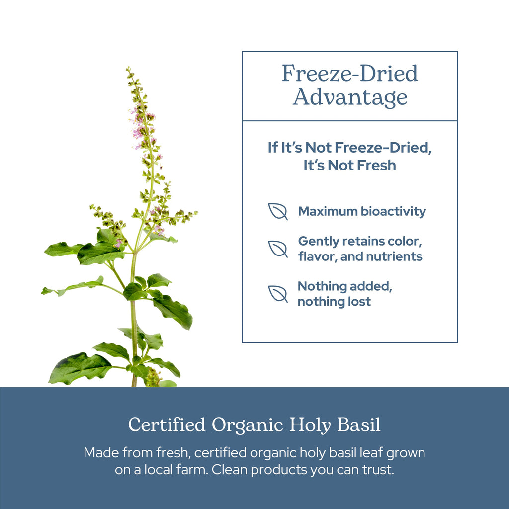 eclectic herb holy basil for immune support