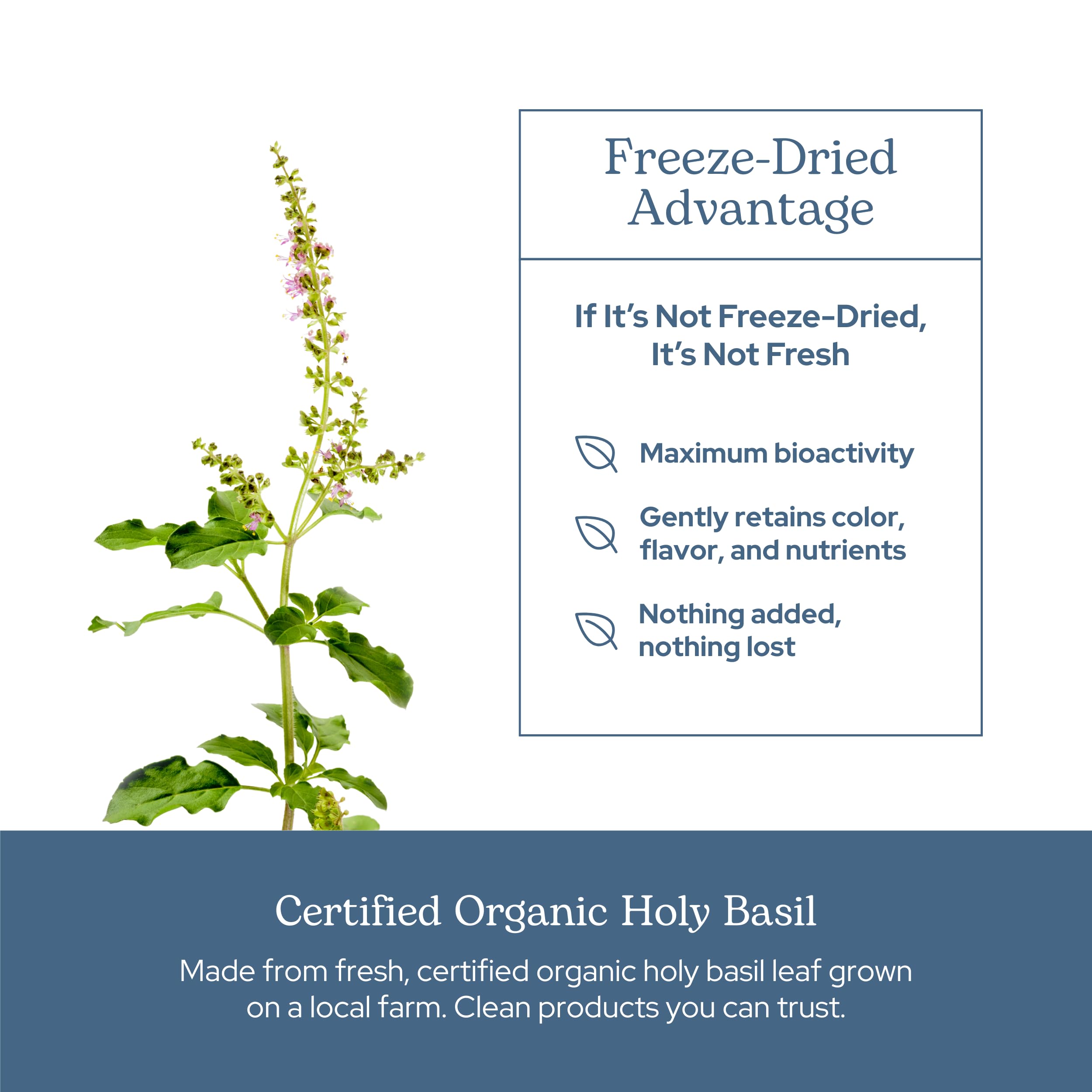 eclectic herb holy basil for immune support