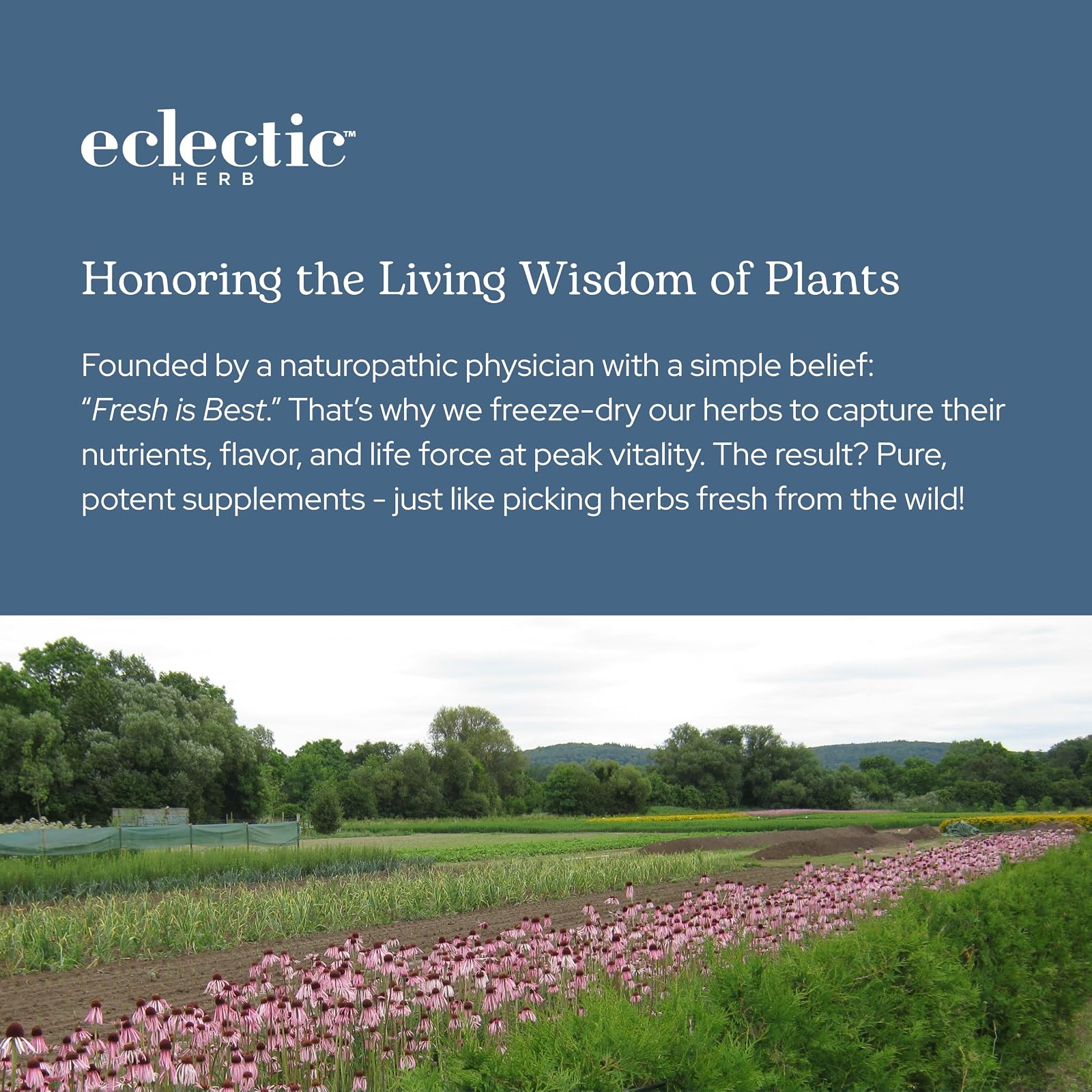 Eclectic Herb milk thistle formula
