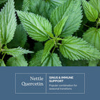 Eclectic Herb nettle health benefits