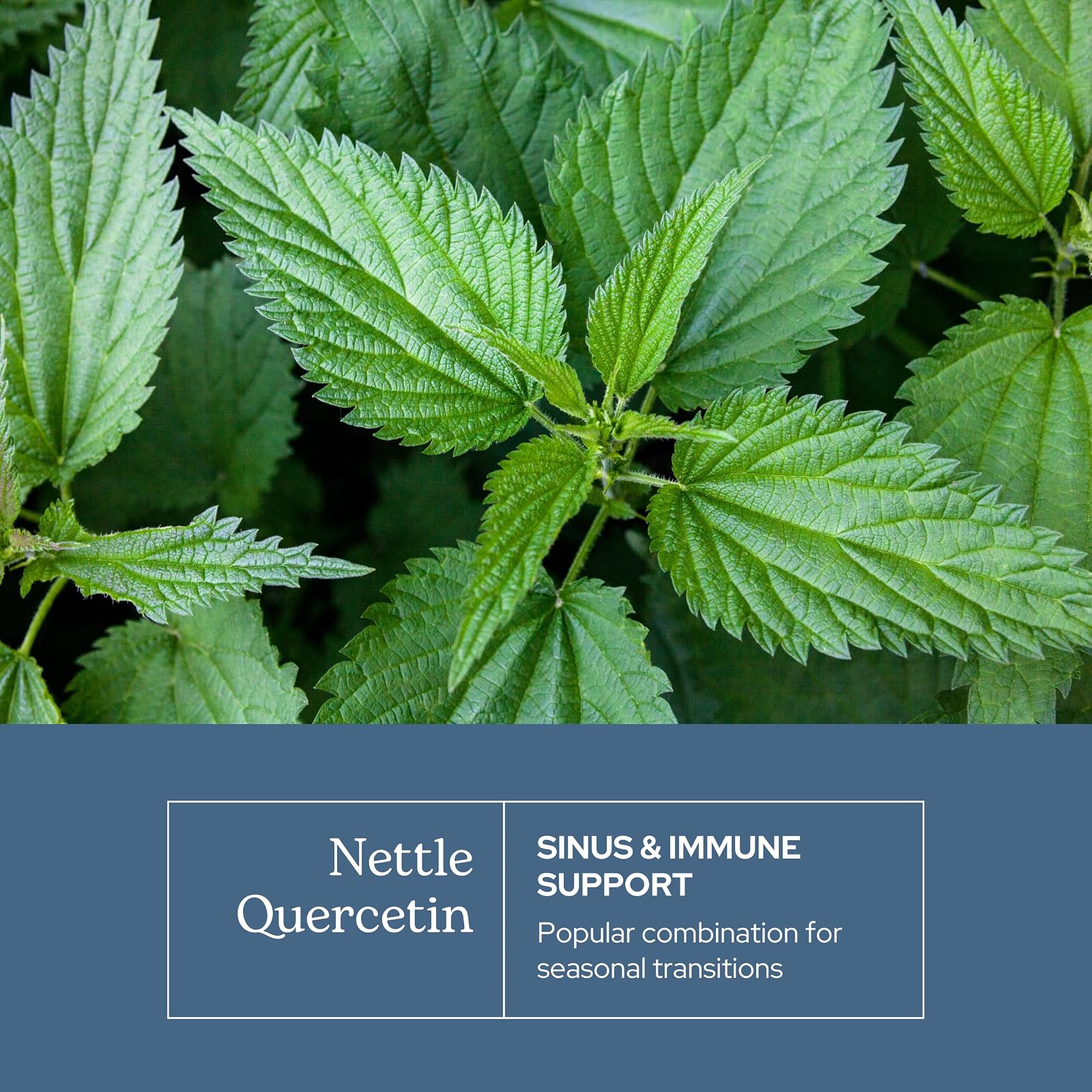 Eclectic Herb nettle health benefits