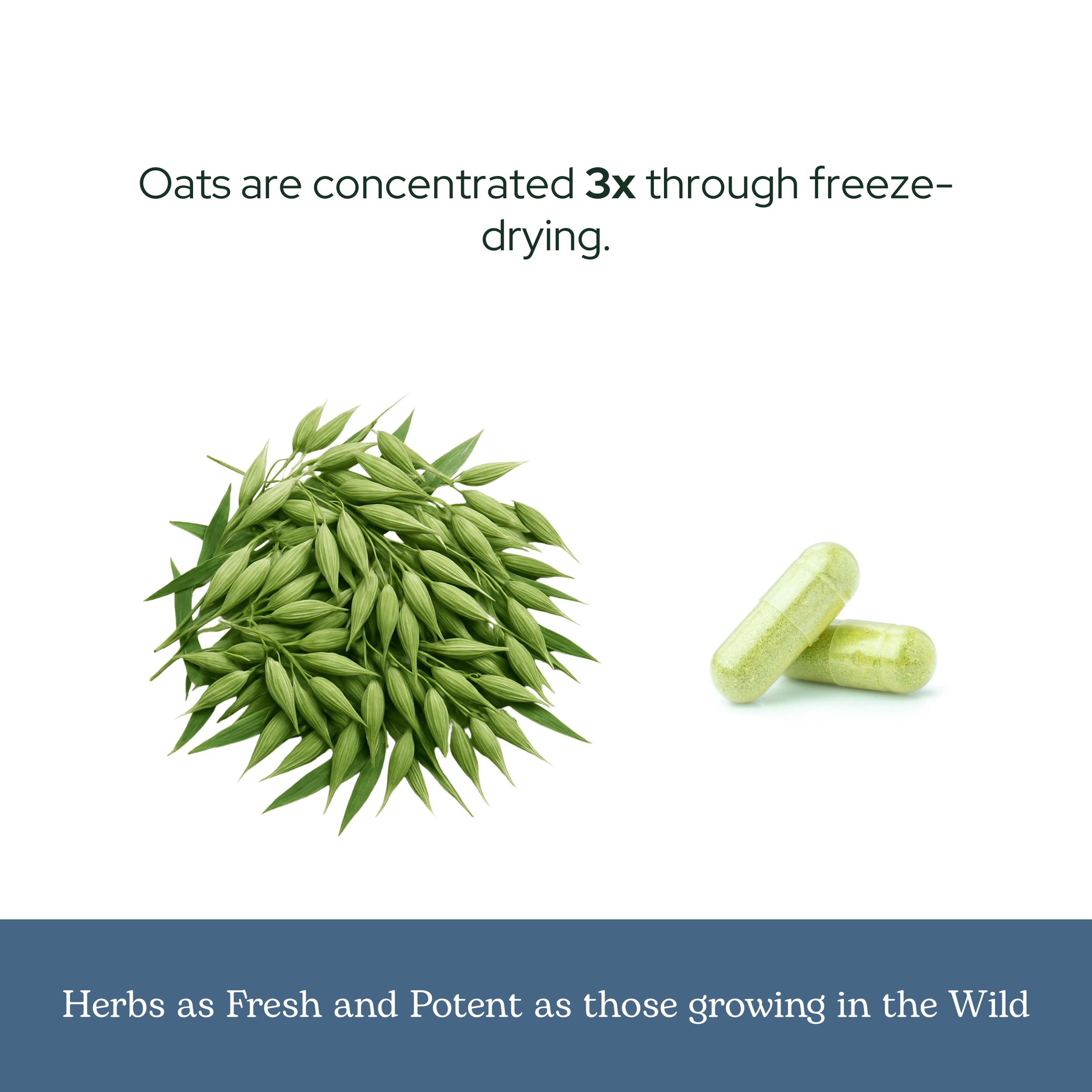 Eclectic Herb organic oats benefits