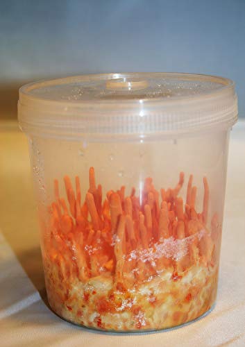 eco-friendly mushroom cultivation options