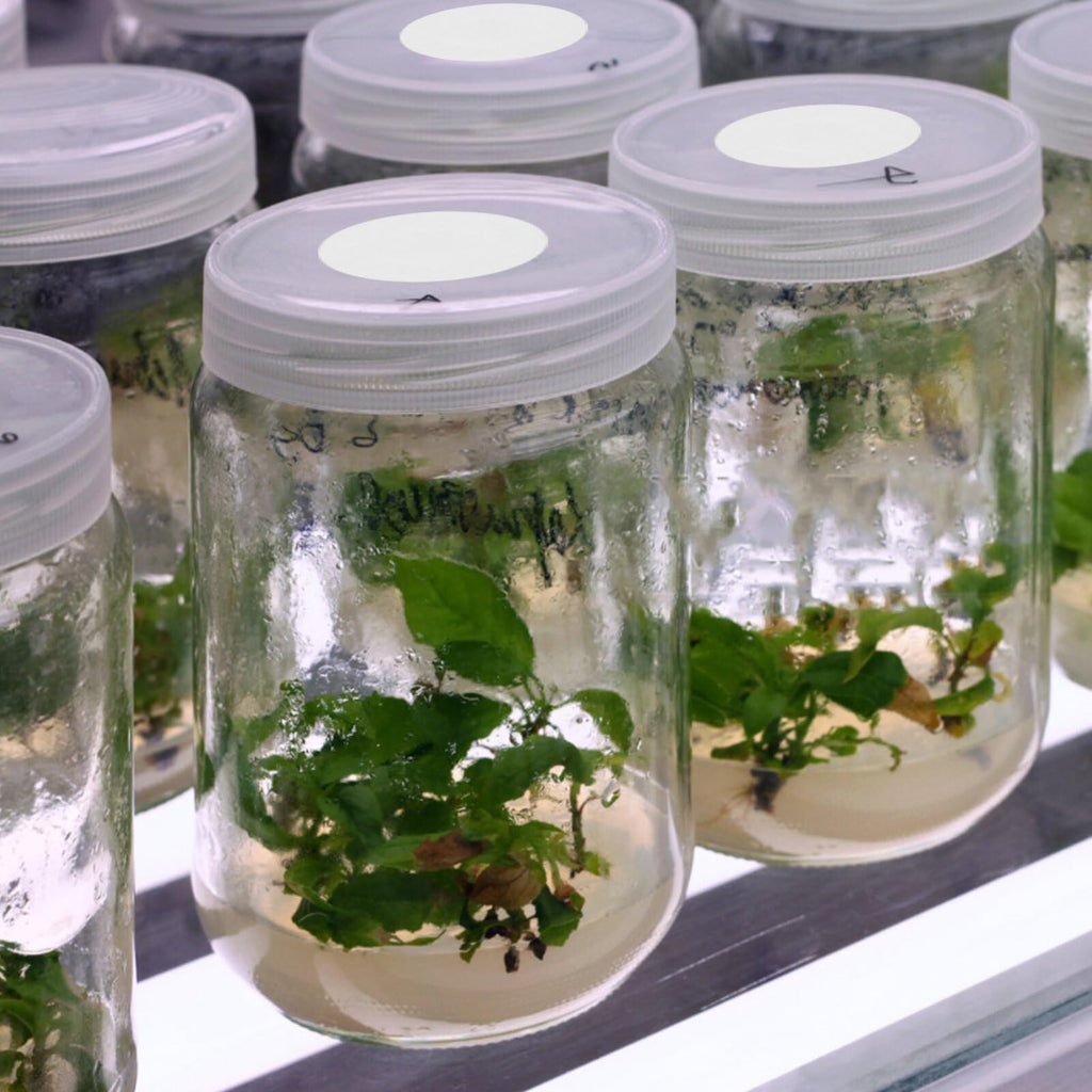 eco-friendly mushroom culture pads