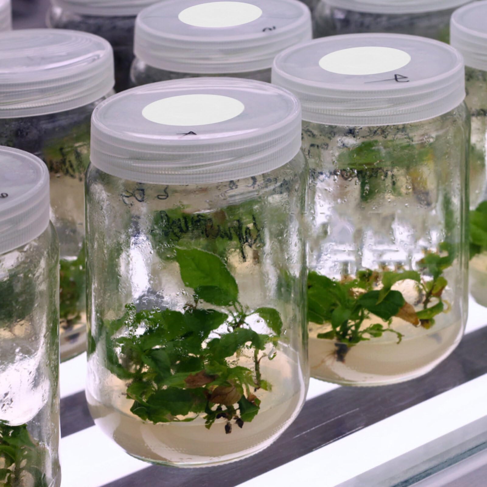 eco-friendly mushroom culture pads