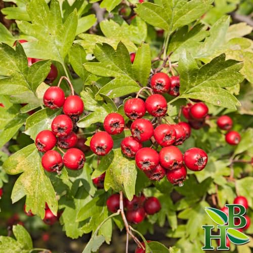 edible hawthorn berries for natural remedies
