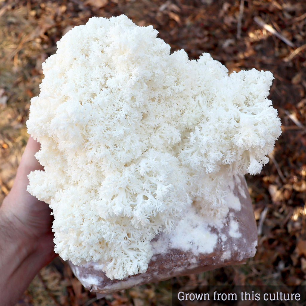 edible mushrooms for home gardening