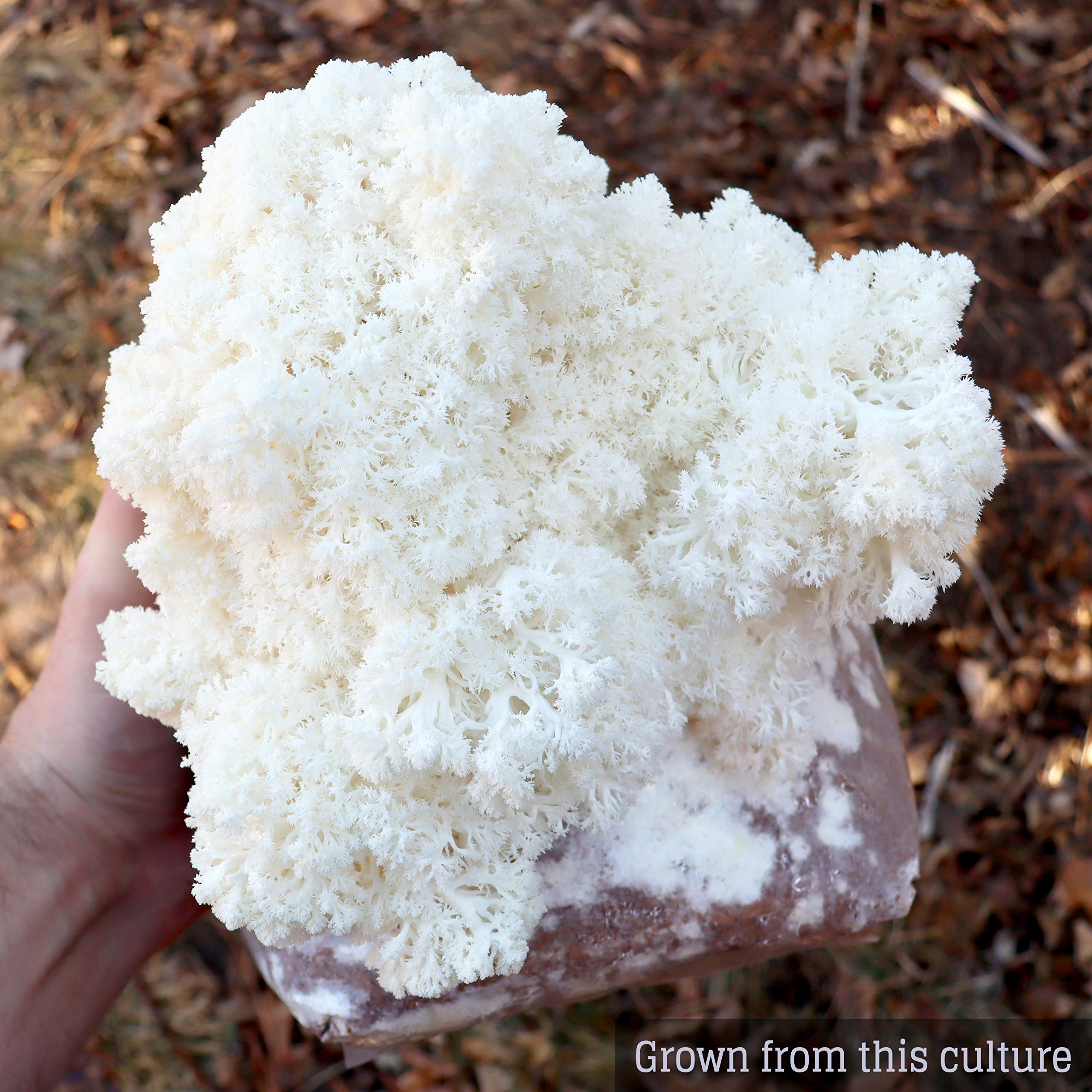 edible mushrooms for home gardening