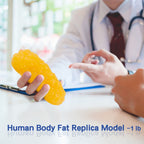 educational fat model for health studies
