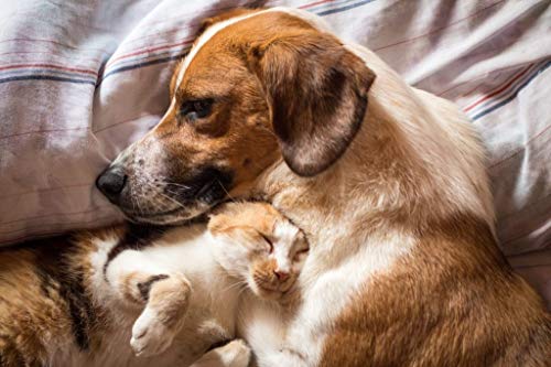 effective UTI prevention for pets