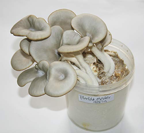 efficient containers for mushroom production