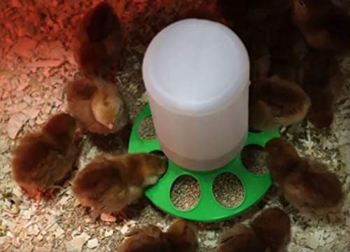 Egg shell hardener for healthy chickens
