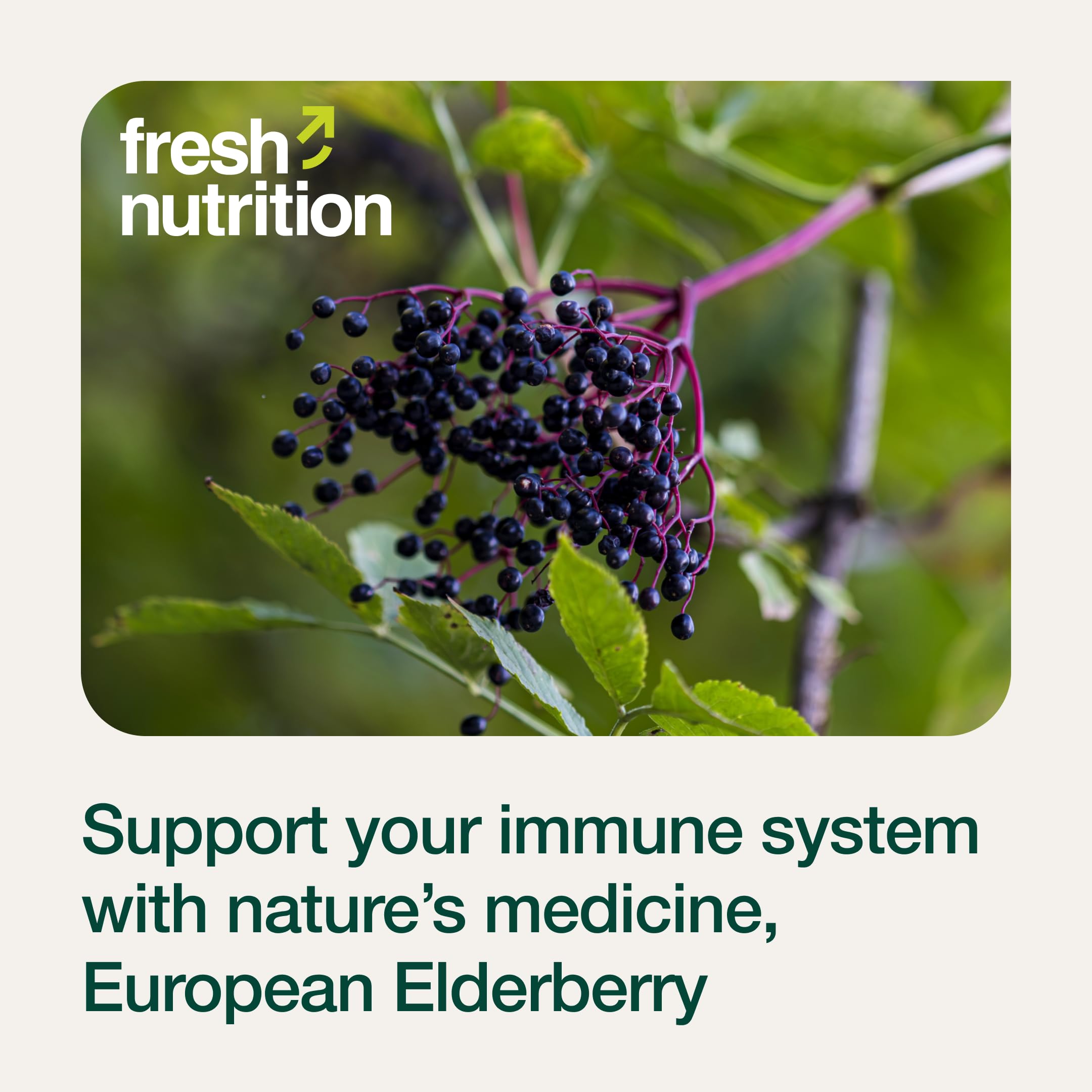 Elderberry capsules for everyday use