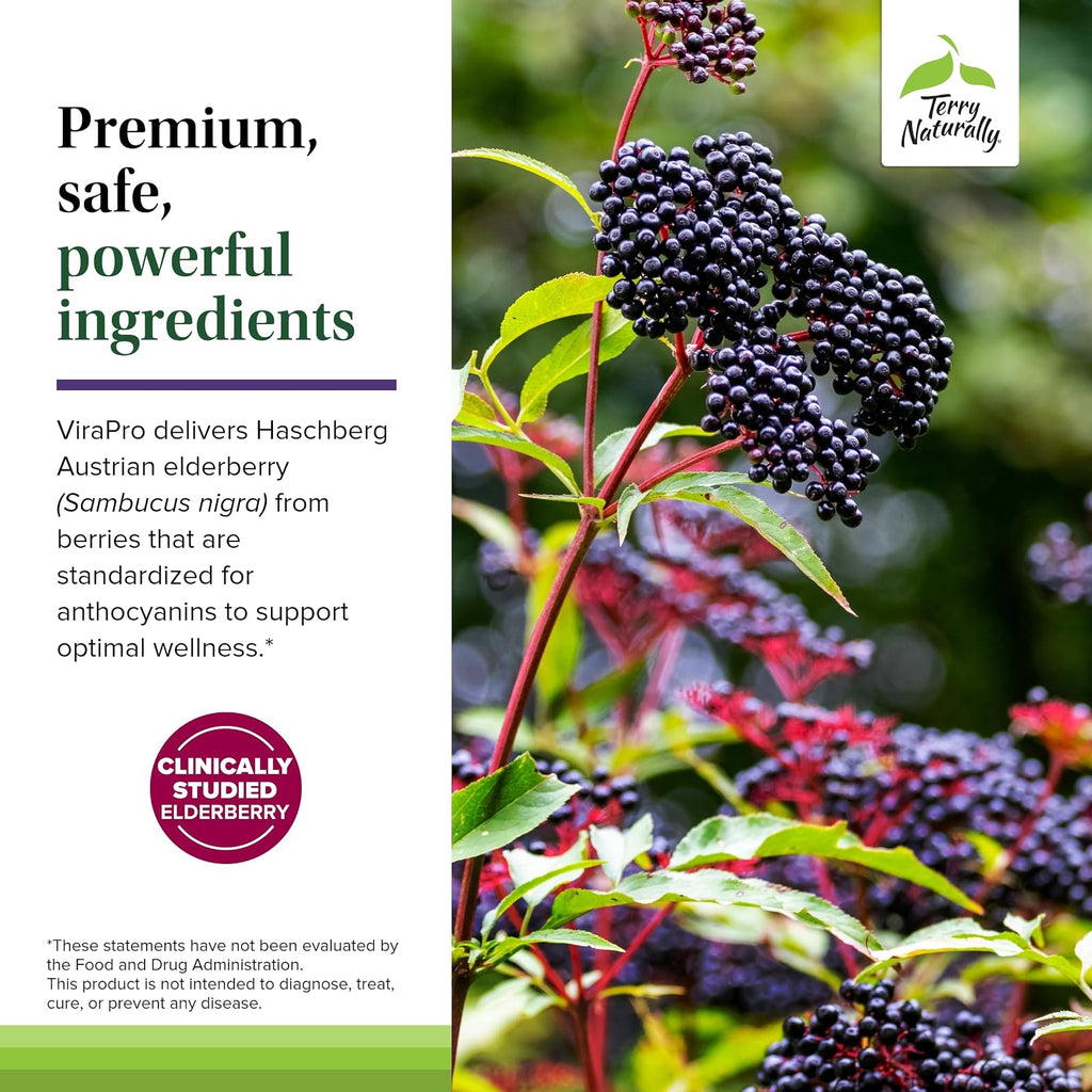 elderberry capsules for seasonal health