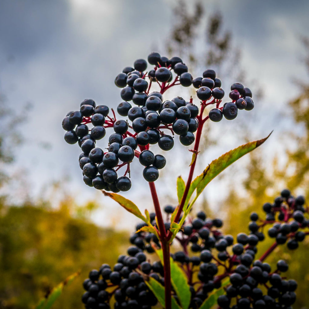 elderberry drops for family wellness