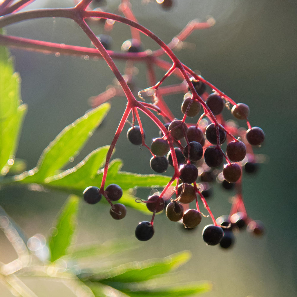 elderberry extract for cold relief