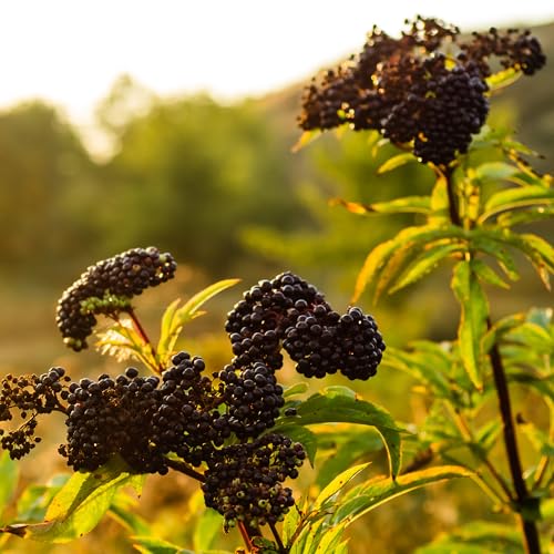 elderberry glycerite for everyday use