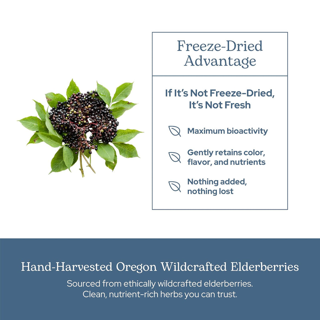 Elderberry immune booster for wellness