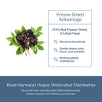 Elderberry immune booster for wellness