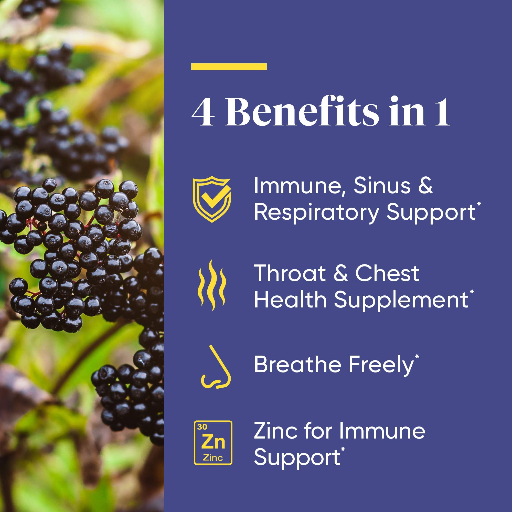 elderberry powder for daily nutrition