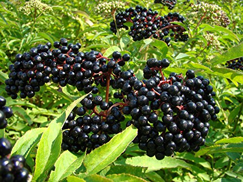 elderberry recipes for natural remedies