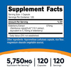 Elderberry supplement for seasonal wellness