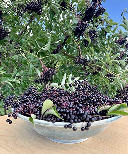 Elderberry syrup for better sleep quality