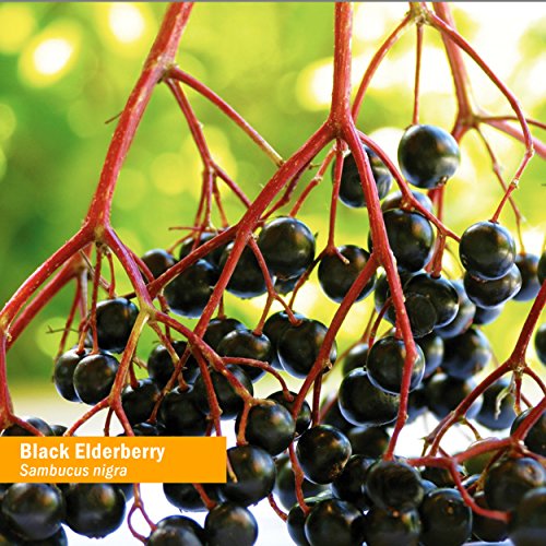 elderberry syrup recipe ingredient