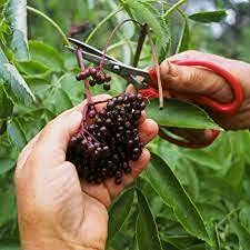 elderberry wine making tips